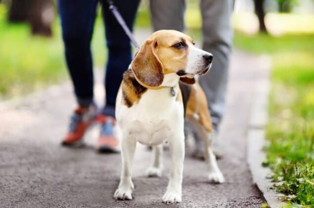 Motivos para pasear al perro con correa - (Perros Beagle)