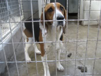 Bego ya tiene nuevos dueños - (Perros Beagle)
