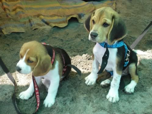 Beagles Simba y Nala, desde Ecuador