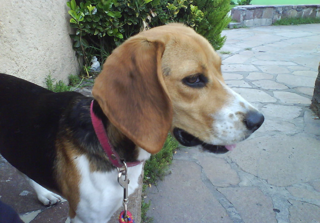 Beagle Luna, de Toluca (México)