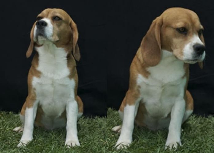 Beagle tricolor de Ciudad de México, llamado Bart